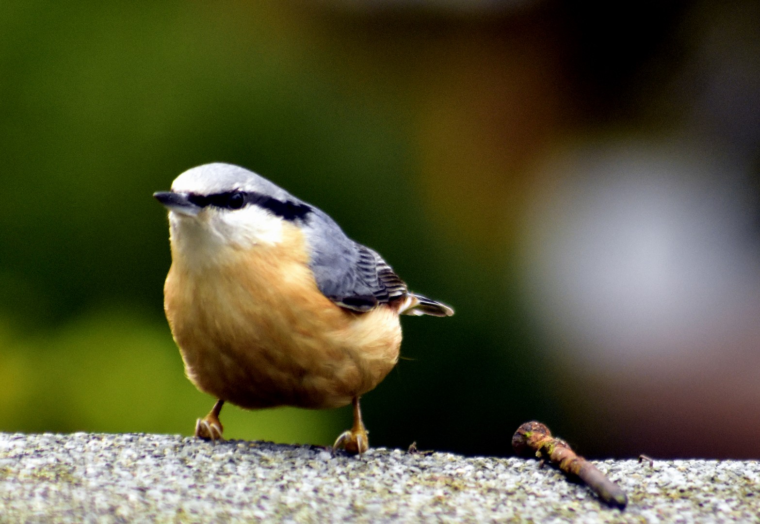 KOWALIK – ptasiehistorie.pl :: Bogdan Grabowski
